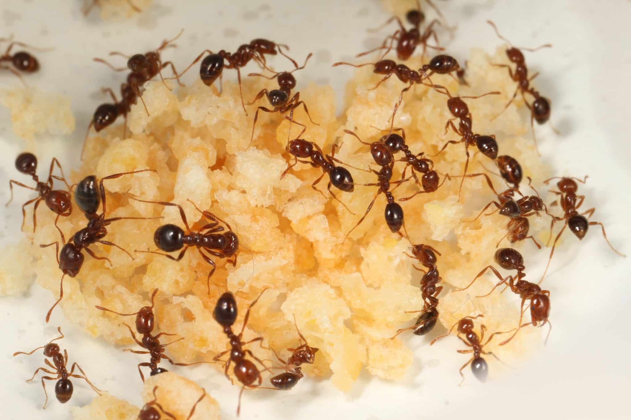 5 Simple Tips on How to Get Rid of Ants in Your Home Forever